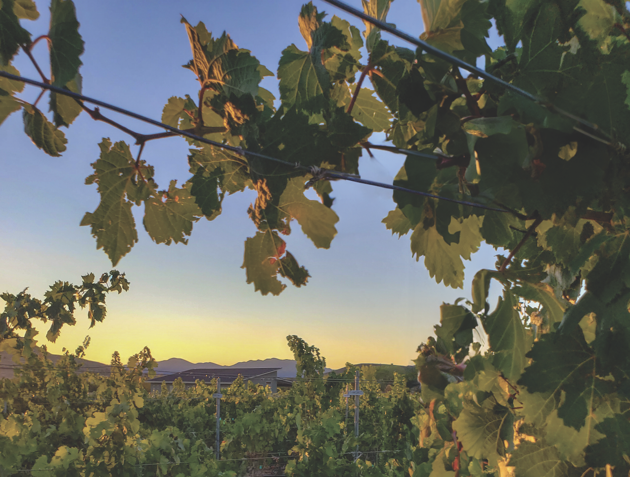 Discover the Hidden Gems of Utah’s Wine Scene - Mountain
